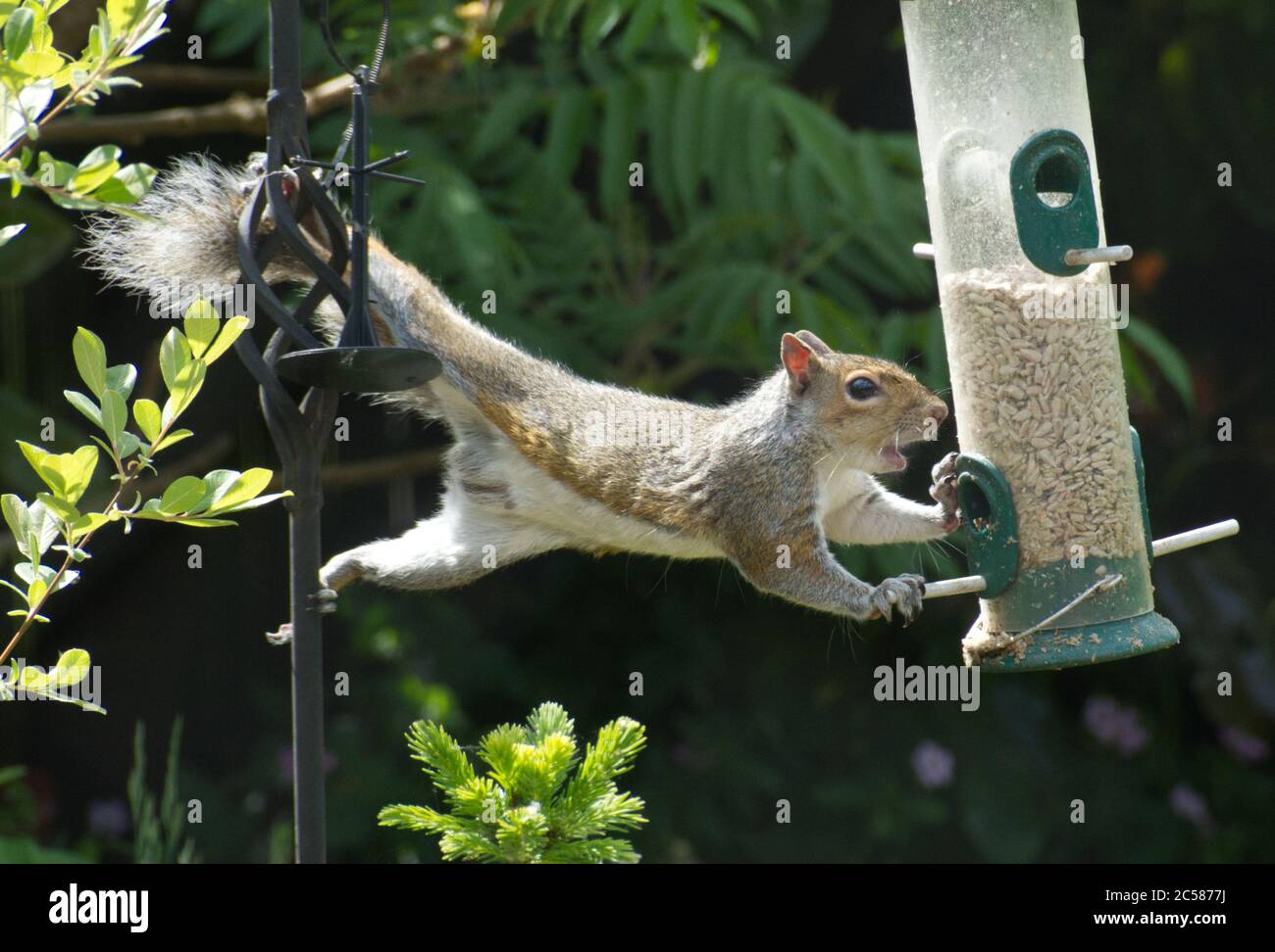 Cheeky squirrel stealing bird seed Stock Photo - Alamy