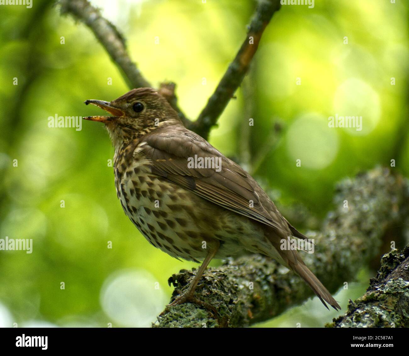 Song thrush singing Stock Photo - Alamy