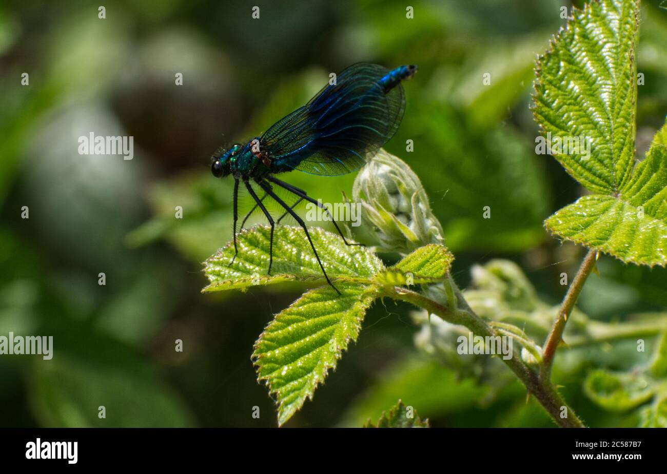Blue damsel fly insect hi-res stock photography and images - Alamy