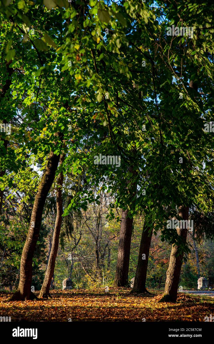 plants and flowers from the forest of dry green trees Stock Photo - Alamy