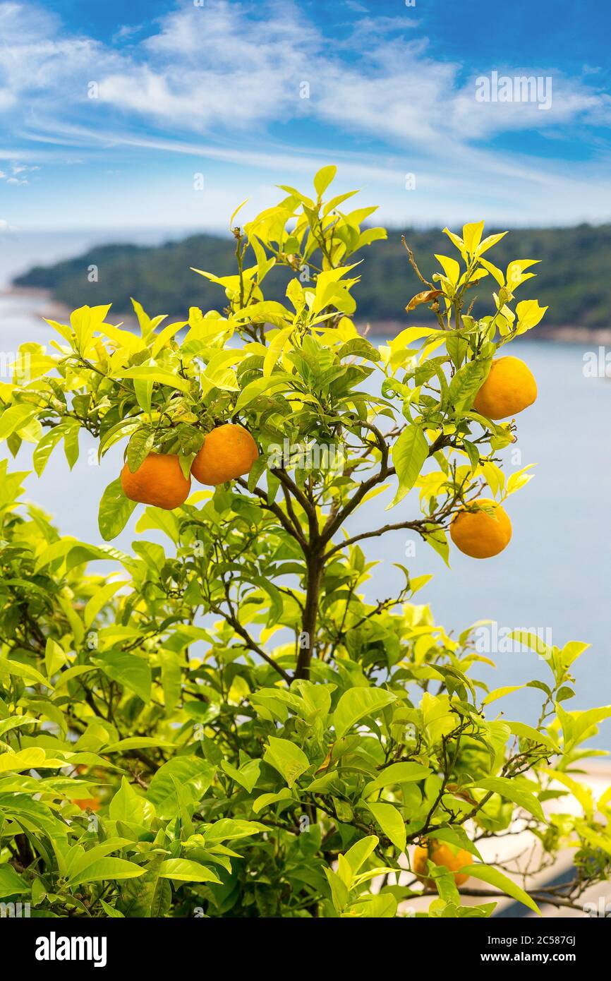 Oranges growing on a tree in a beautiful summer day, Croatia Stock ...