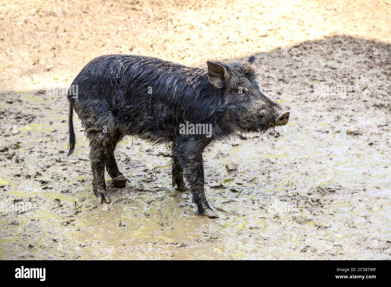 American wild boar hi-res stock photography and images - Alamy