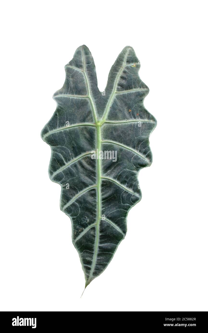 Large heart shaped green leaves of Elephant ear or taro (Colocasia ...