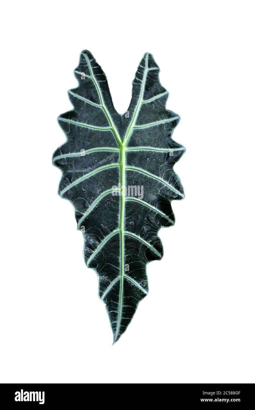 Large heart shaped green leaves of Elephant ear or taro (Colocasia ...
