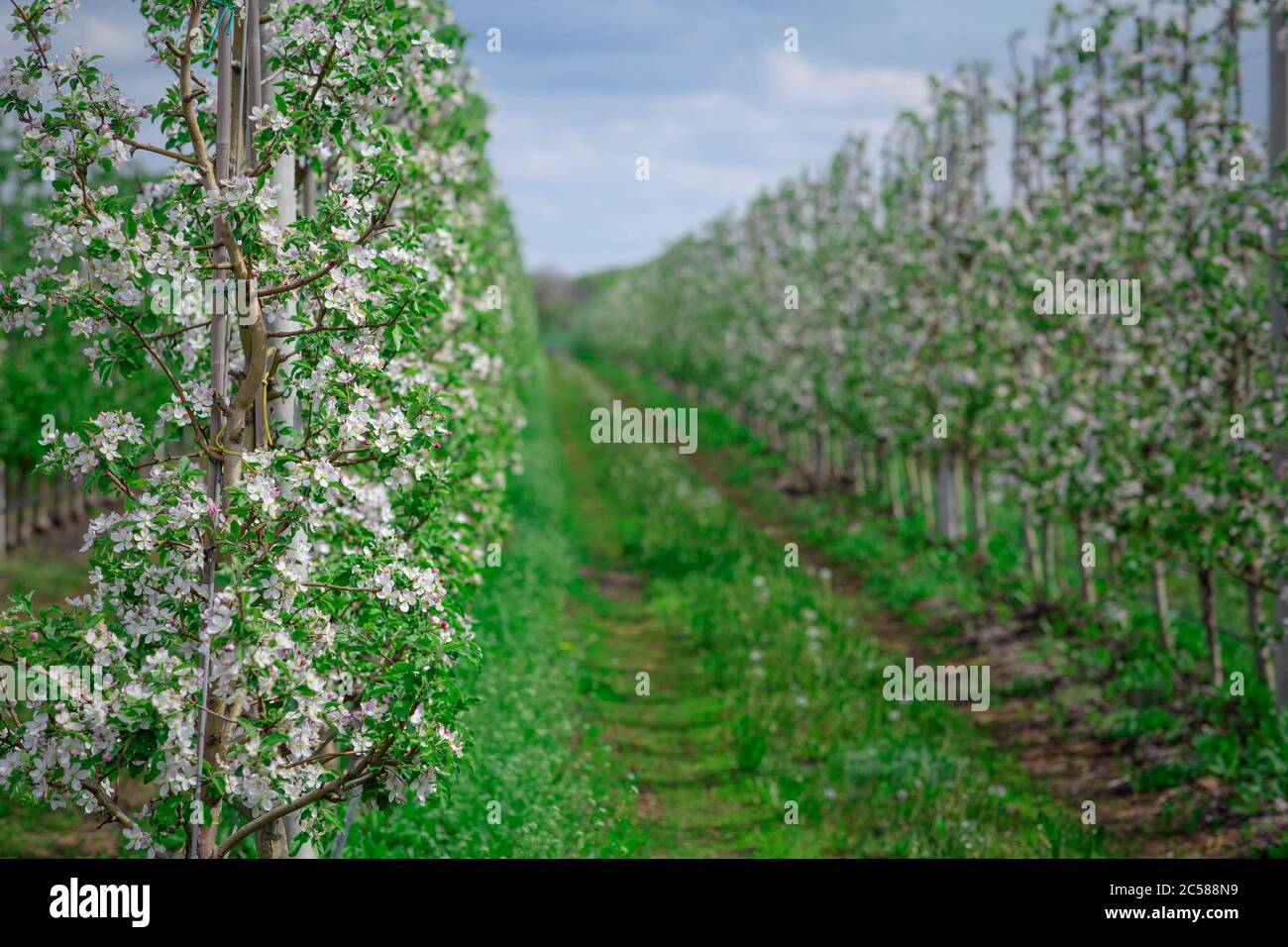 Grow rows hi-res stock photography and images - Alamy