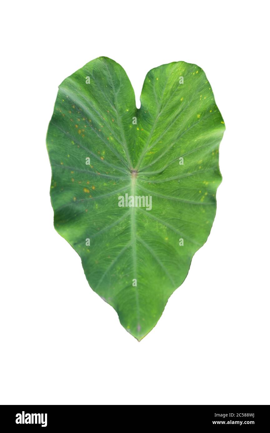Large heart shaped green leaves of Elephant ear or taro (Colocasia ...