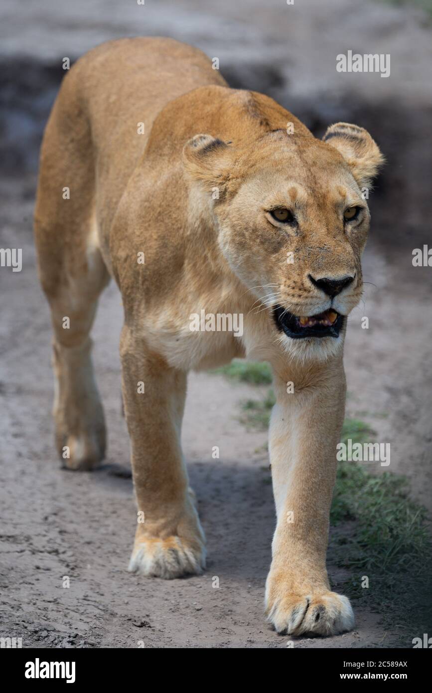 Lioness walks towards camera hi-res stock photography and images - Alamy
