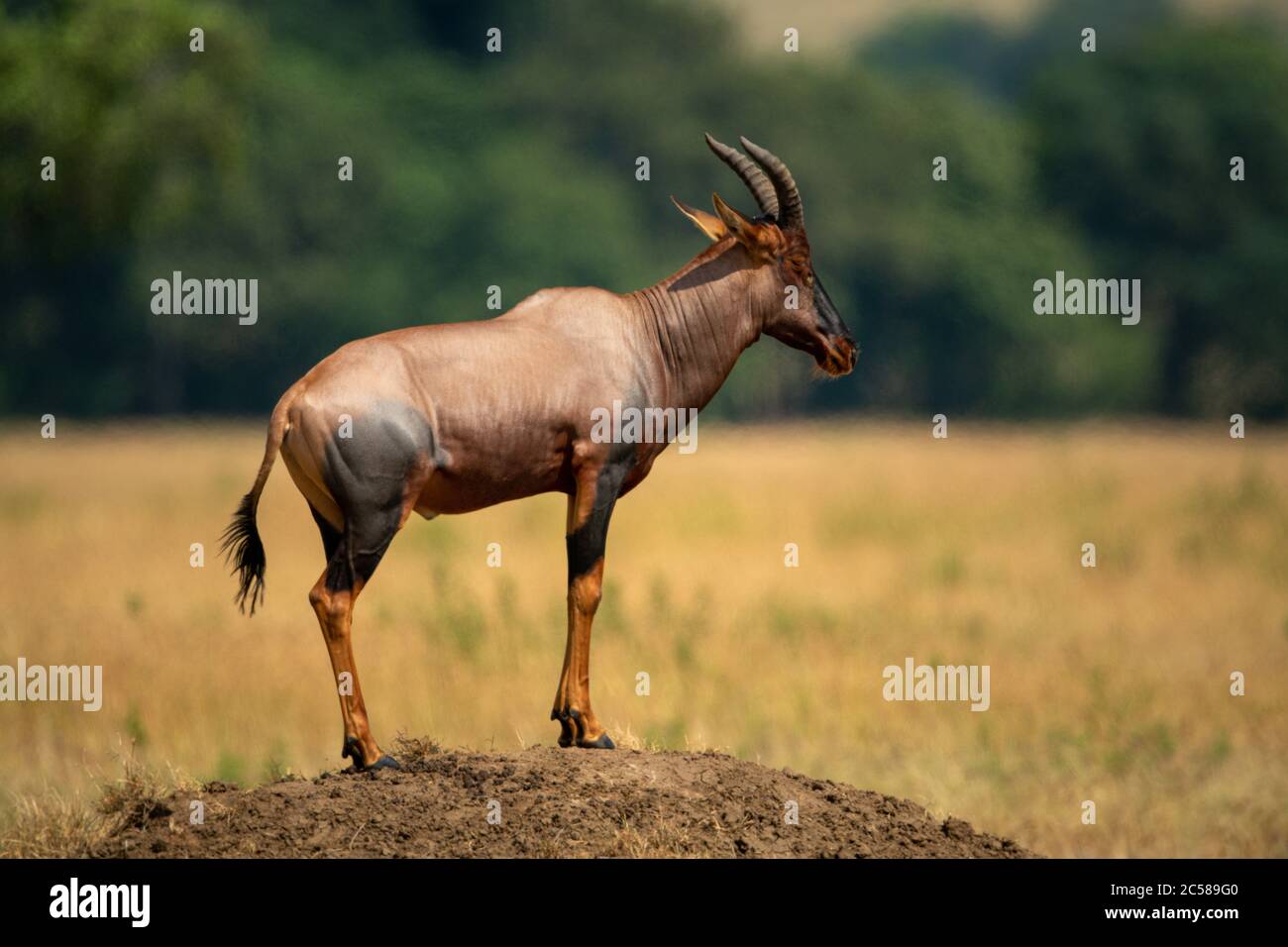 African Horned Animals High Resolution Stock Photography and Images - Alamy