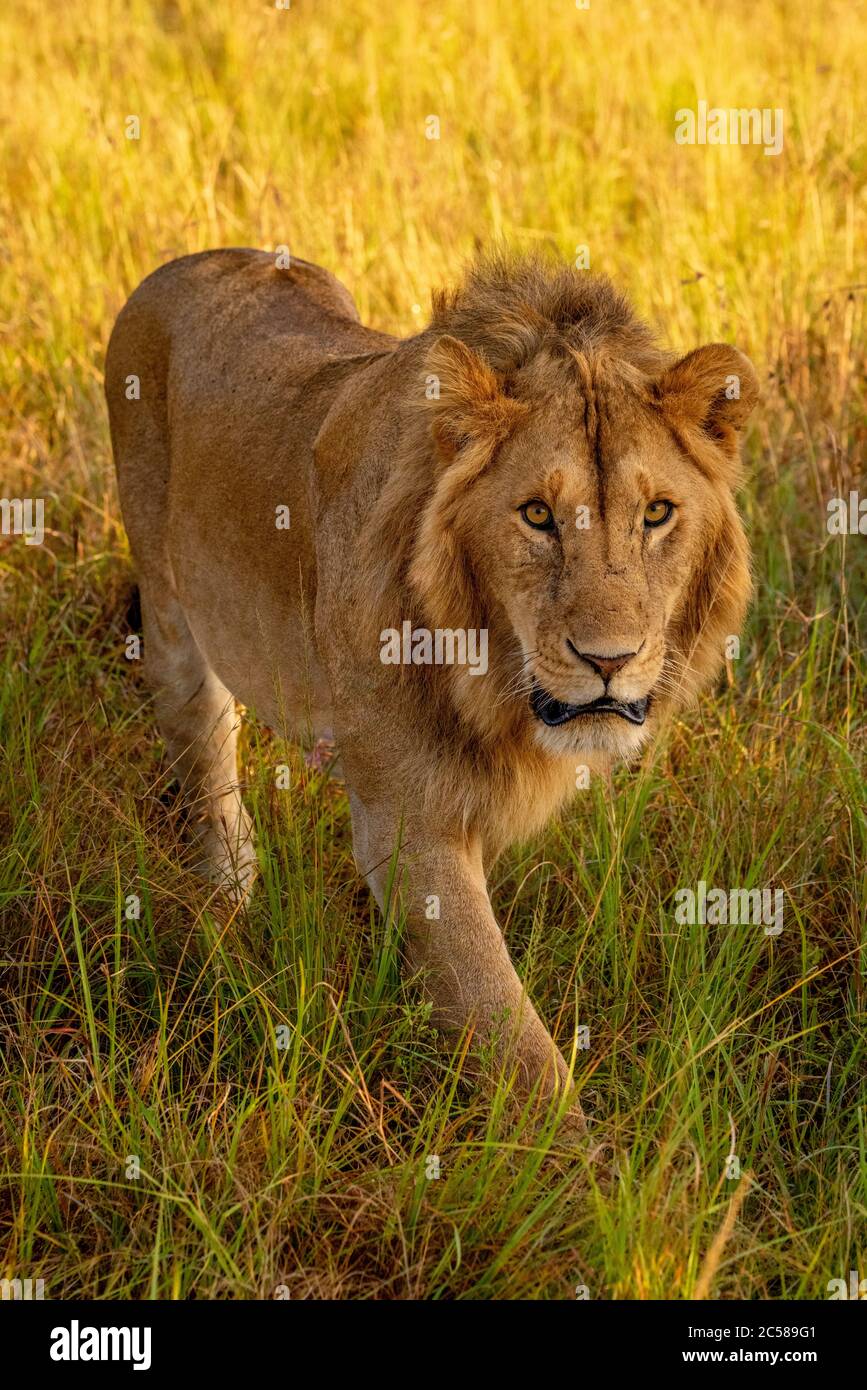 Male lion walks in grass watching camera Stock Photo - Alamy