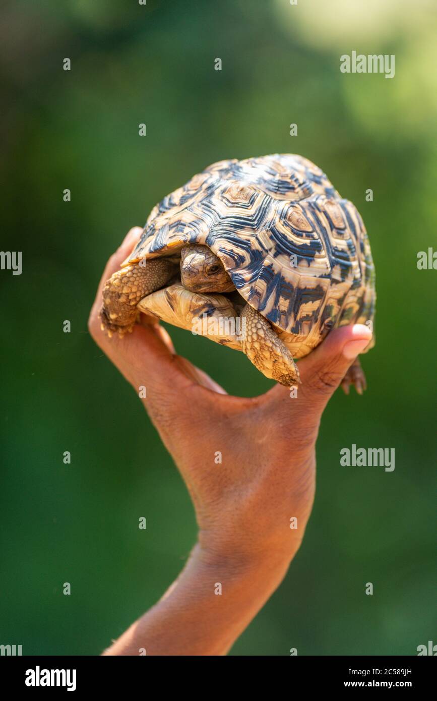 Tortoise in sunshine hi-res stock photography and images - Alamy