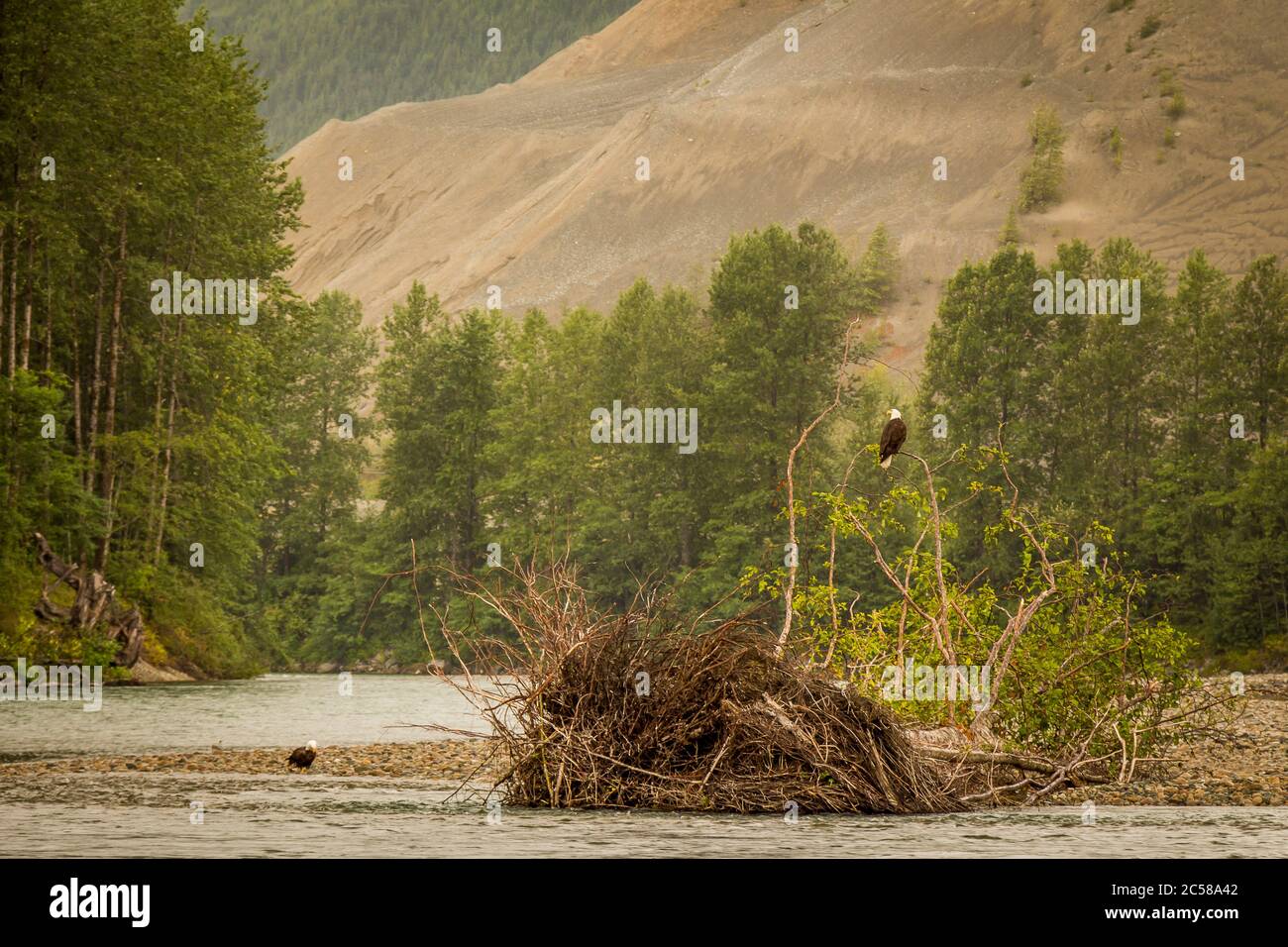 Two eagles resting at the end of a pool on the Kitimat River, British ...