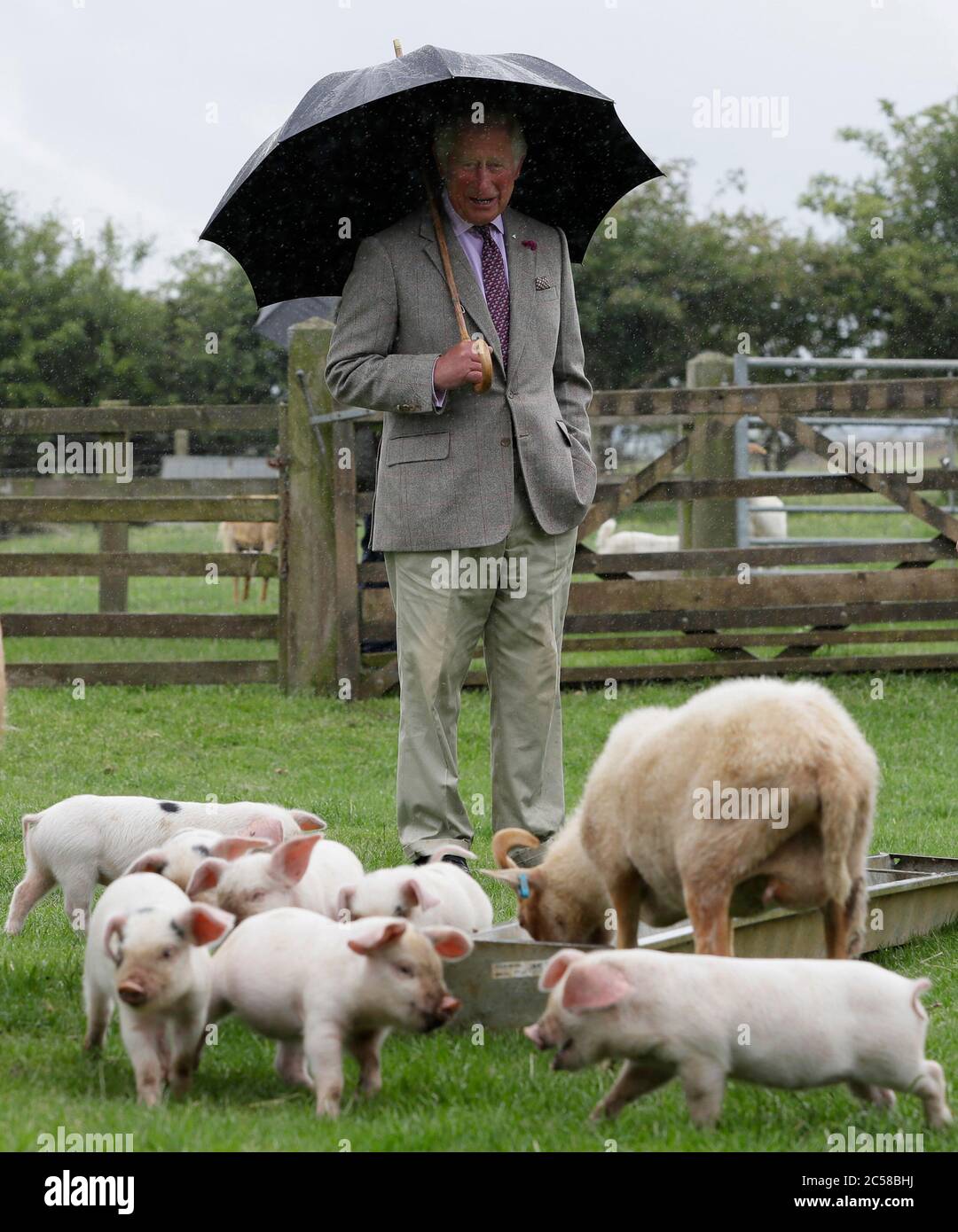 The Prince of Wales looks at Gloucestershire Old Spot piglets during a ...