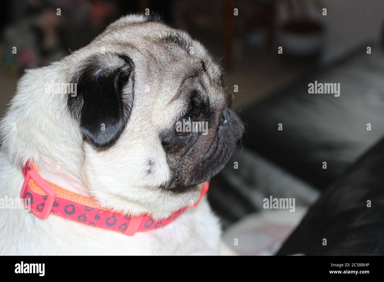 Fawn female pug hi-res stock photography and images - Alamy