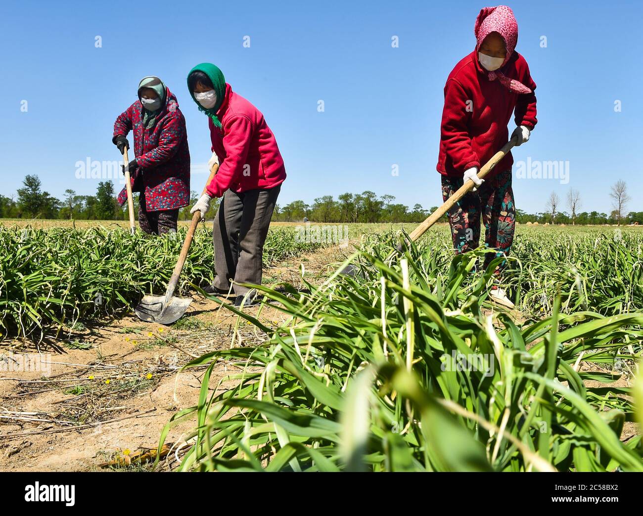 Beijing, China's Shanxi Province. 11th May, 2020. Farmers weed in the ...