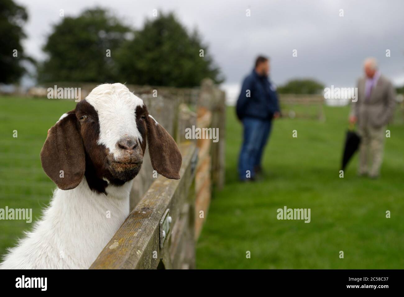 Native british breeds hi-res stock photography and images - Alamy