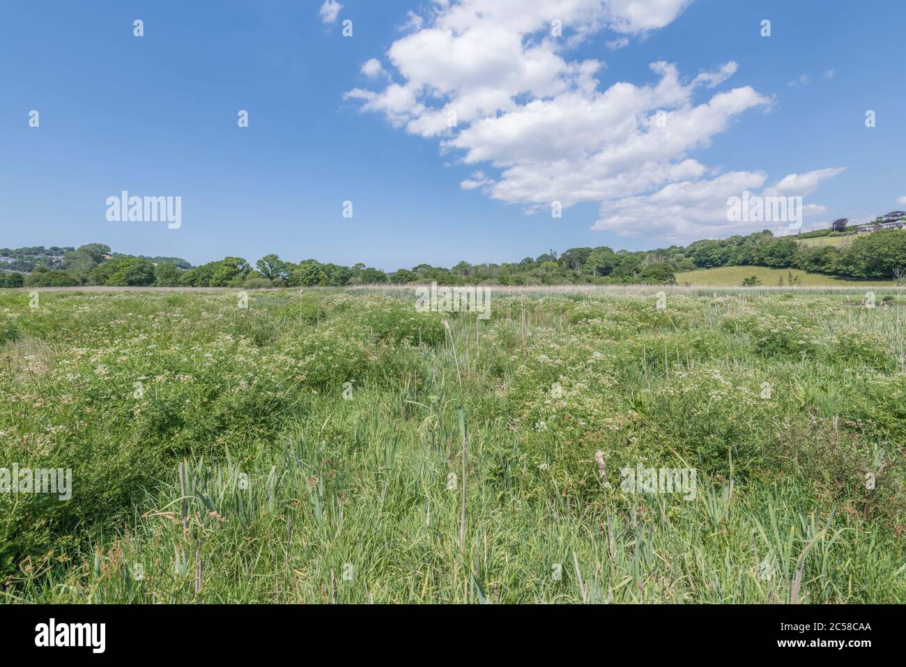 Wild blue moor land plants hi-res stock photography and images - Alamy