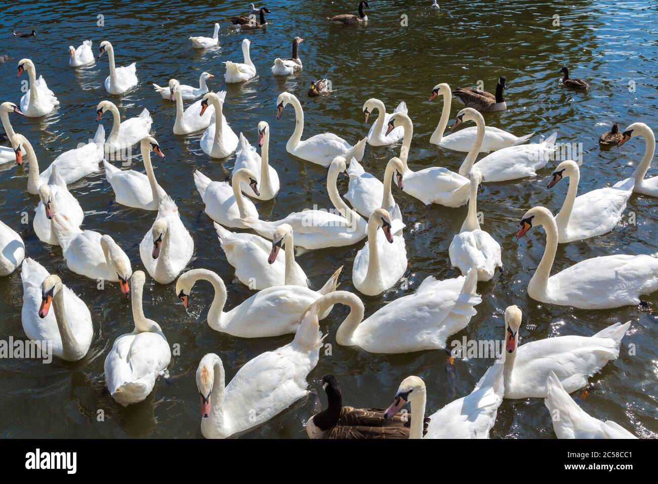 Swans in the river in Stratford-upon-Avon in a beautiful summer day ...