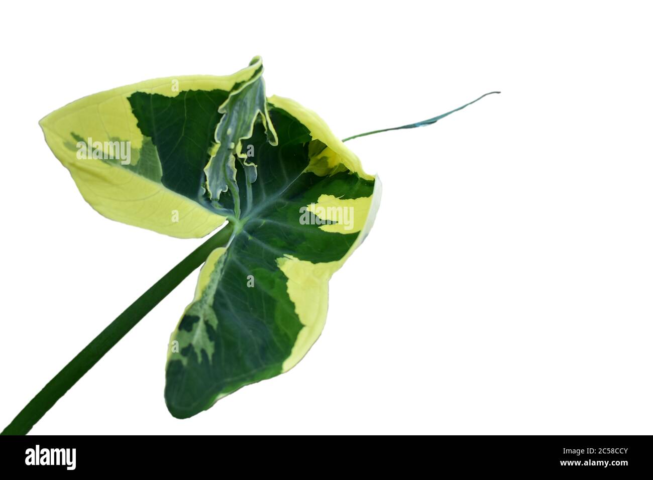 Large heart shaped green leaves of Elephant ear or taro (Colocasia ...