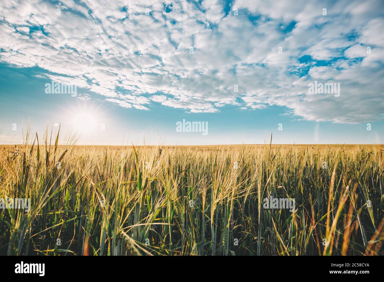 Summer Sun Shining Above Agricultural Landscape Of Young Green Wheat ...