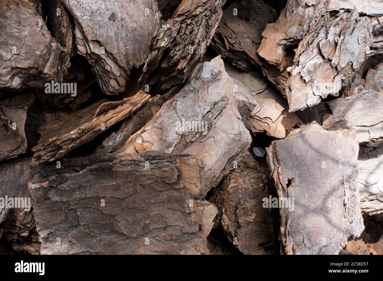 Crushed tree bark texture background closeup.Pieces of trunk. Old tree ...