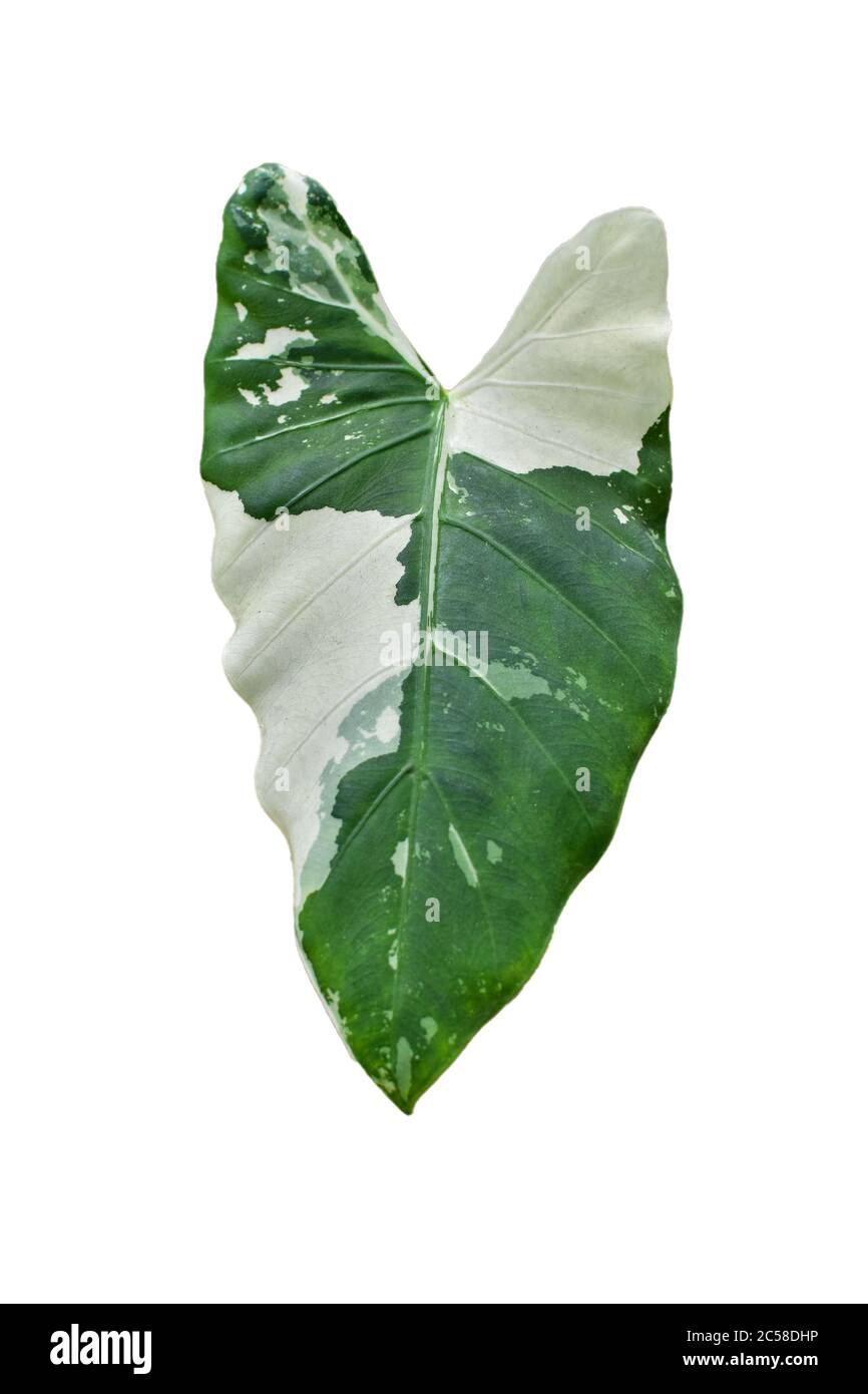 Large heart shaped green leaves of Elephant ear or taro (Colocasia ...