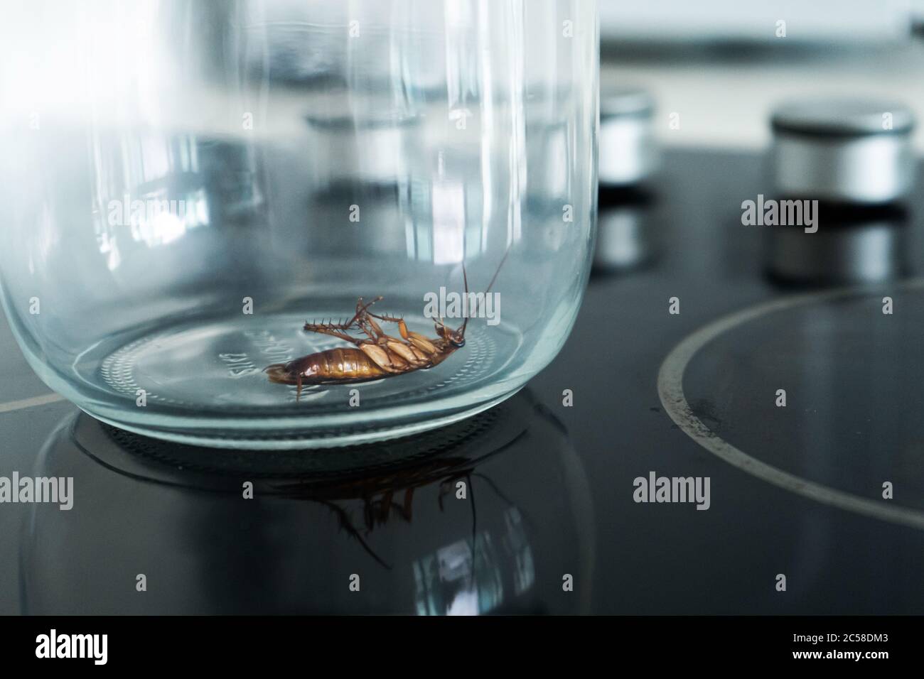 Cockroach in a glass jar in the kitchen Stock Photo - Alamy