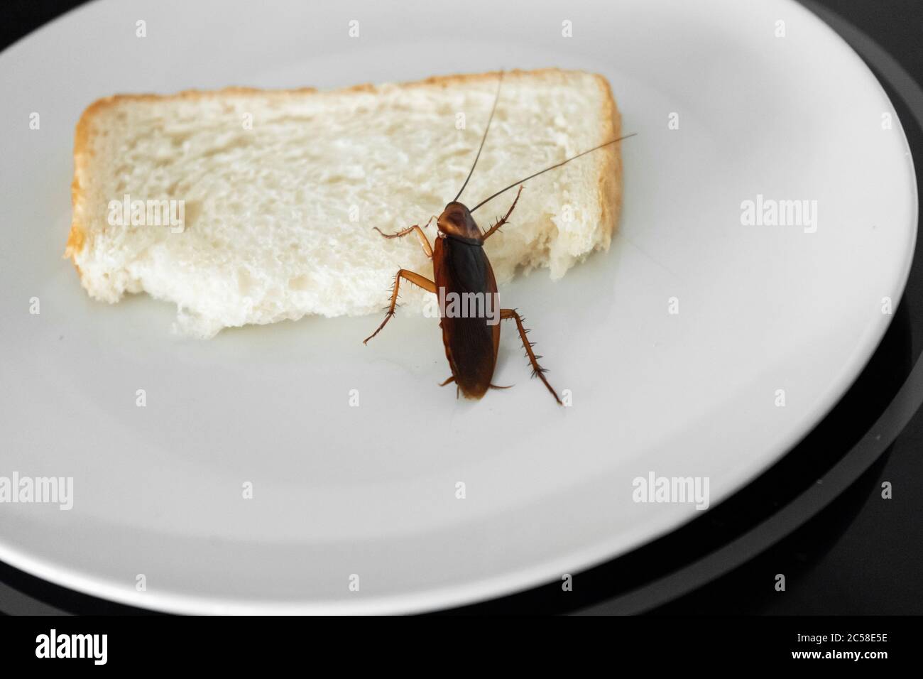A cockroach is sitting on a piece of bread in a plate in the kitchen ...