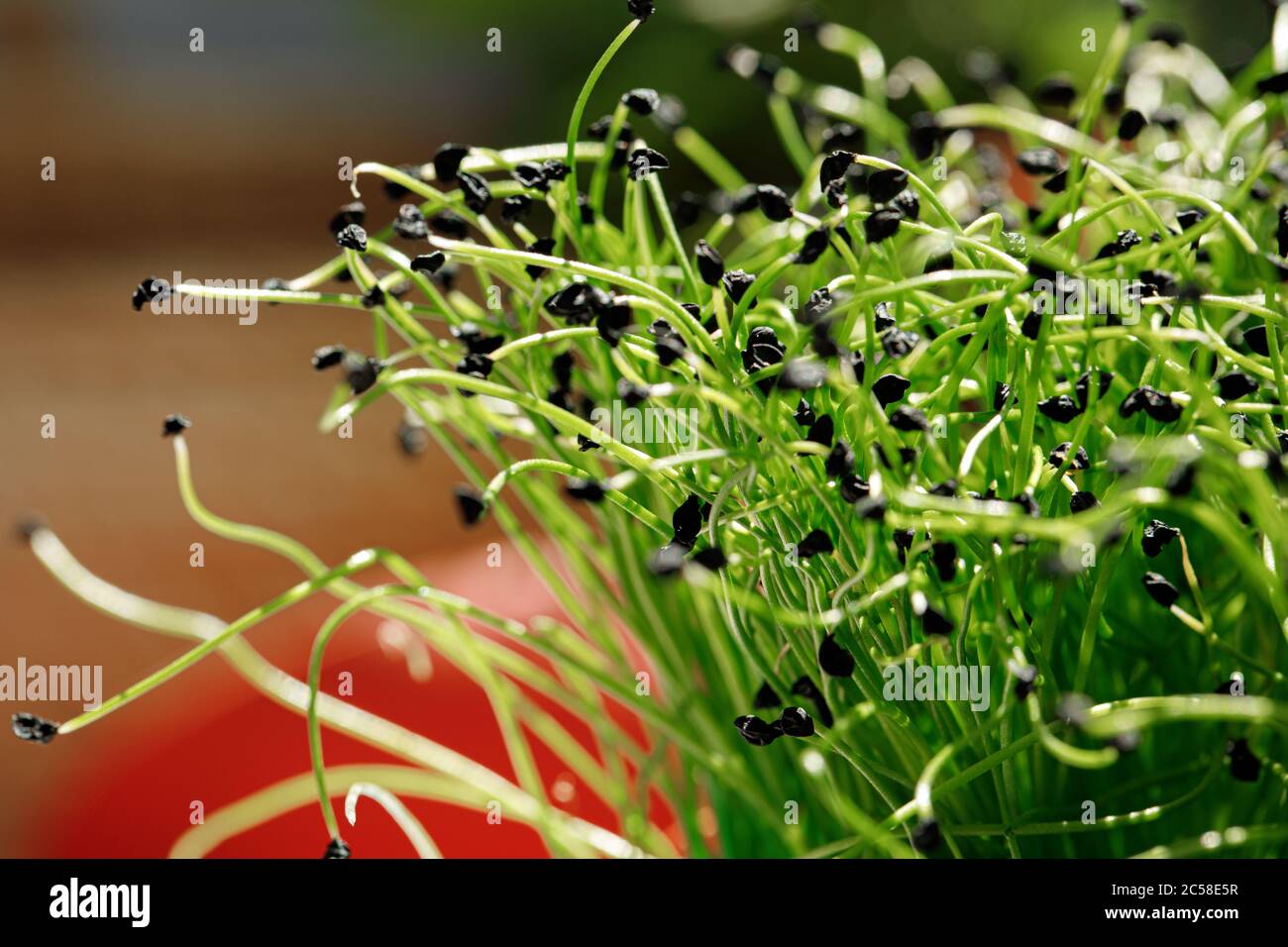 Growing micro greens in a daylight close up Stock Photo - Alamy