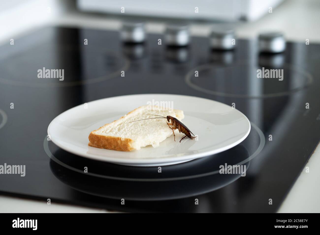 Cockroaches food kitchen hi-res stock photography and images - Alamy