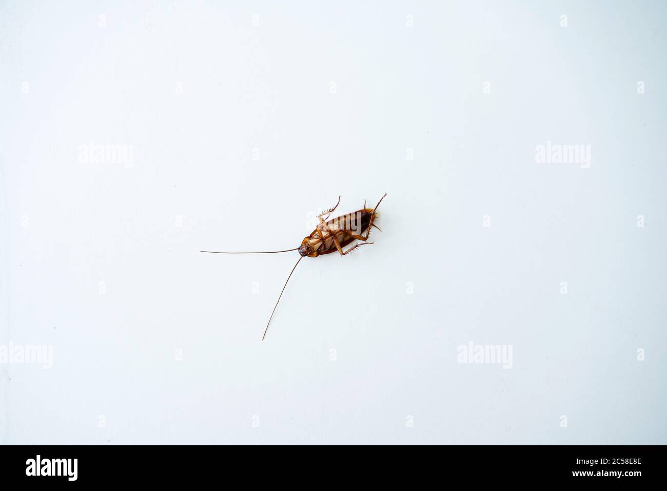 Cockroach on a white kitchen table Stock Photo - Alamy