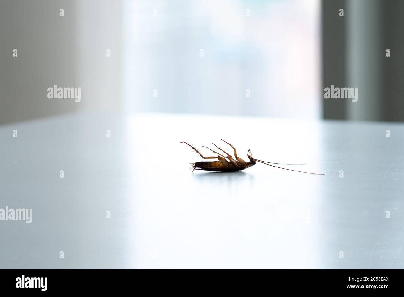 Cockroach on a white kitchen table Stock Photo - Alamy