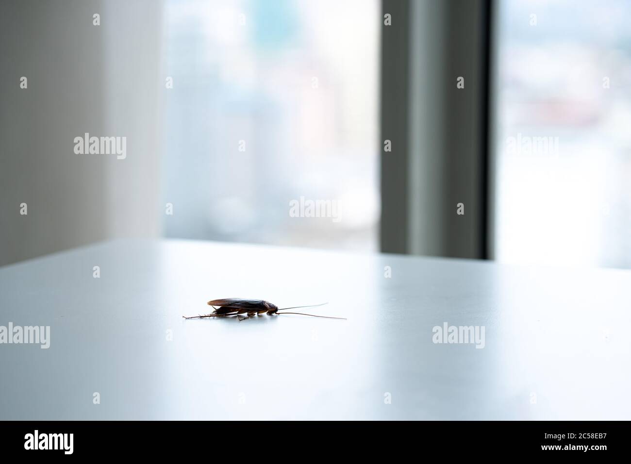 Cockroach on a white kitchen table Stock Photo - Alamy