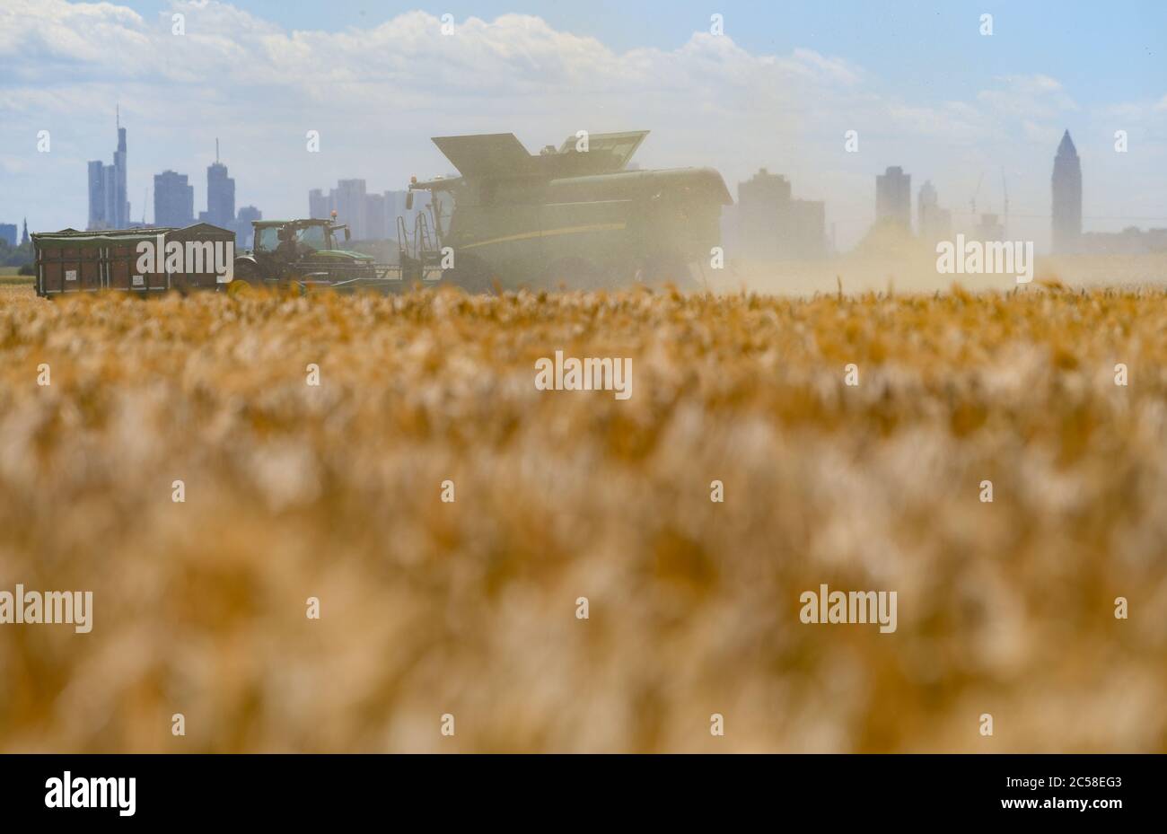01 July 2020, Hessen, Frankfurt/Main: A combine harvests winter barley ...