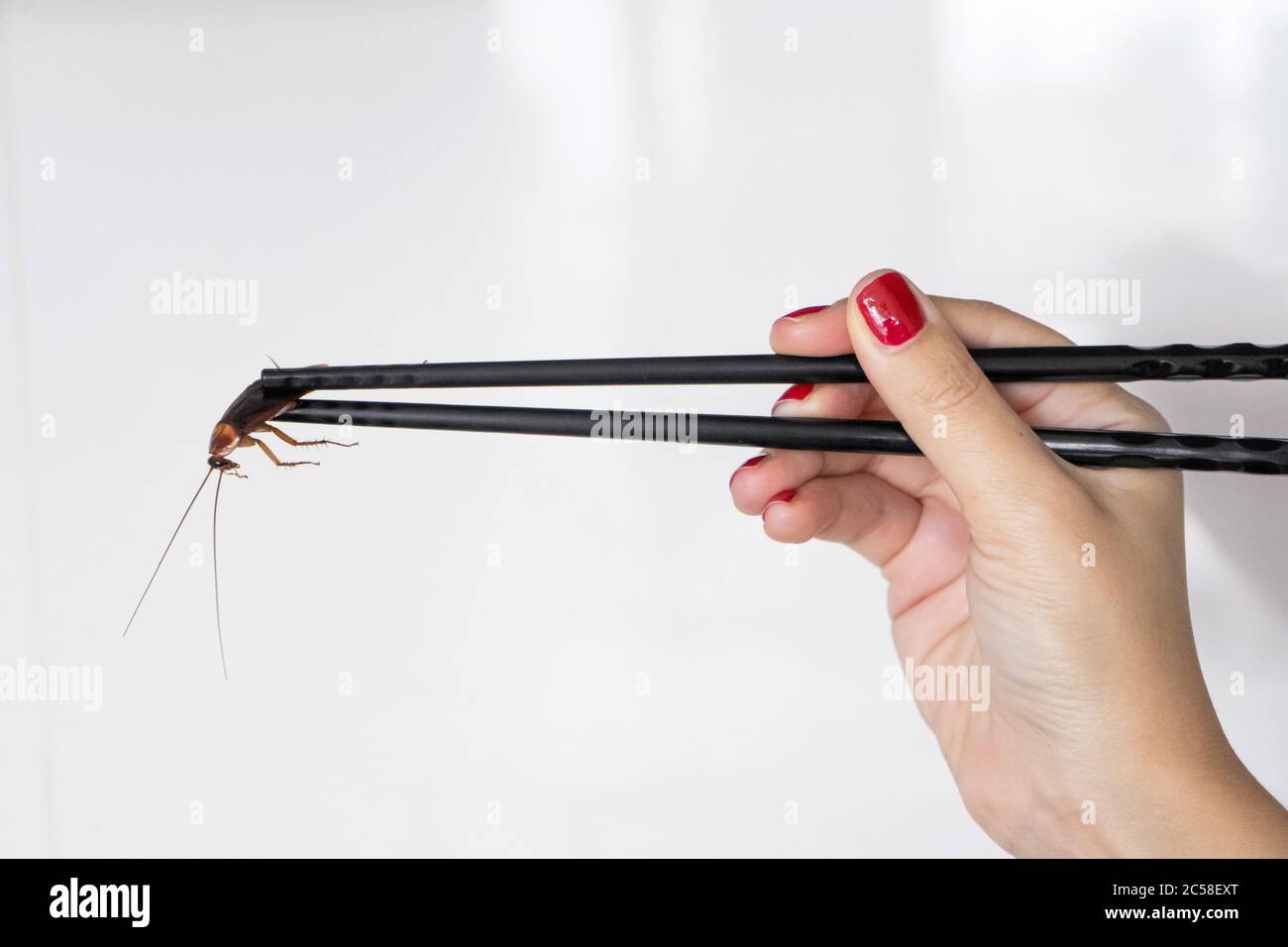 Chinese stick insects hi-res stock photography and images - Alamy