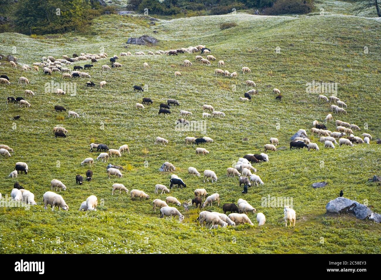 Sheep grazing in the green fields Stock Photo - Alamy