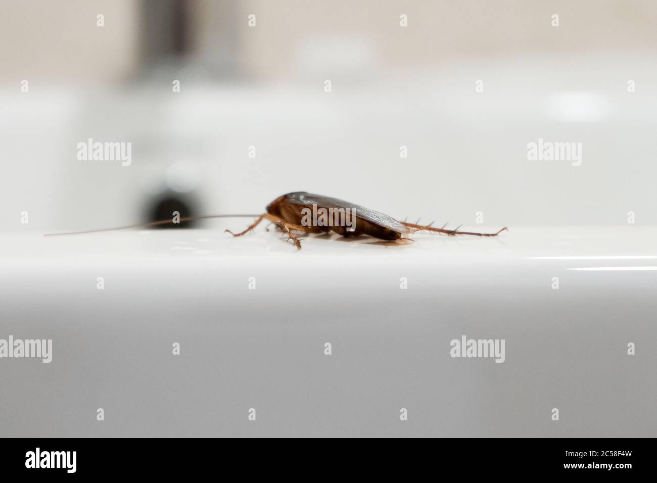Cockroach in the bathroom on the sink. The problem with insects Stock ...
