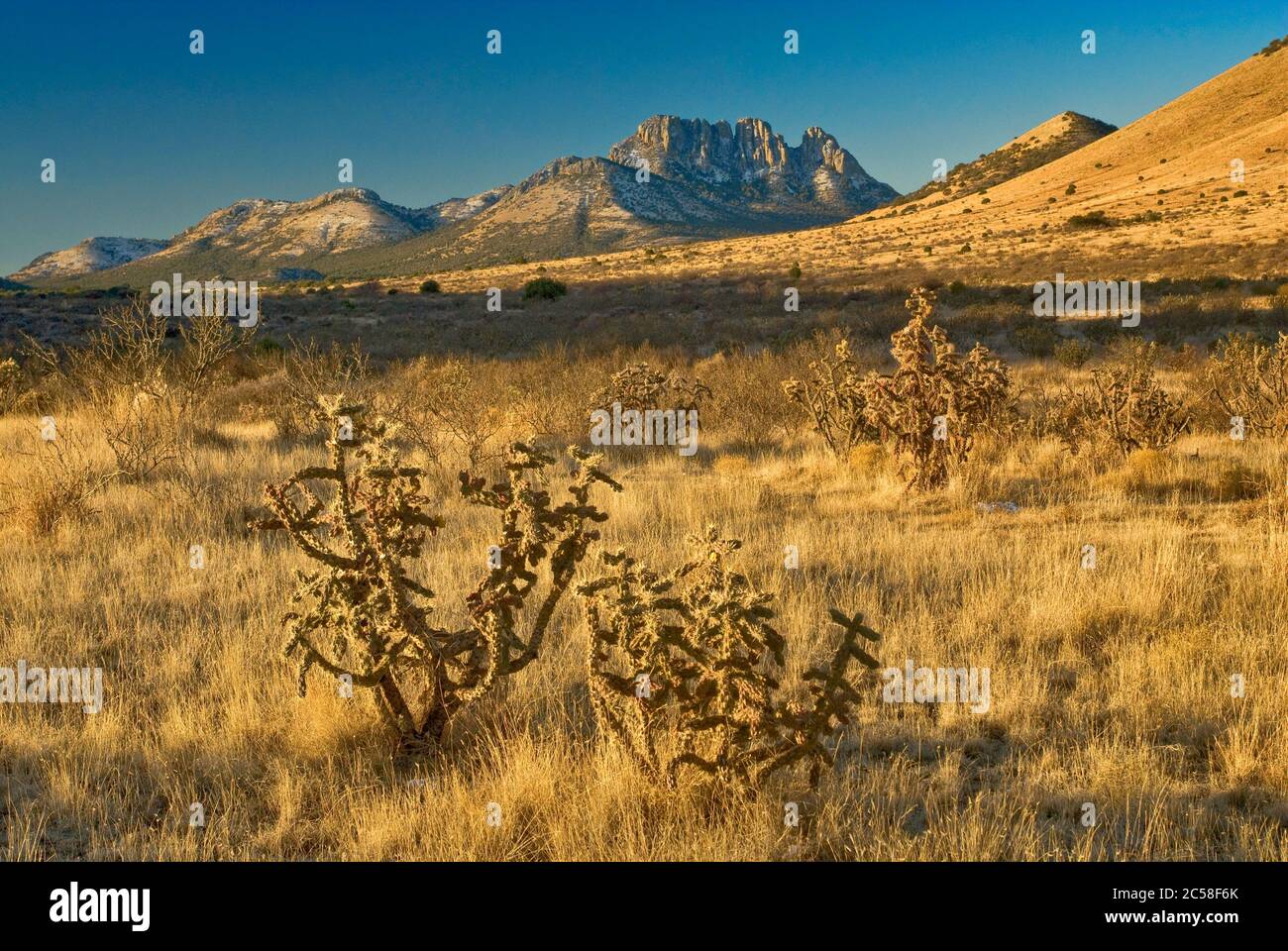 Cholla cacti at grassland with Sawtooth Mountain covered with snow in ...