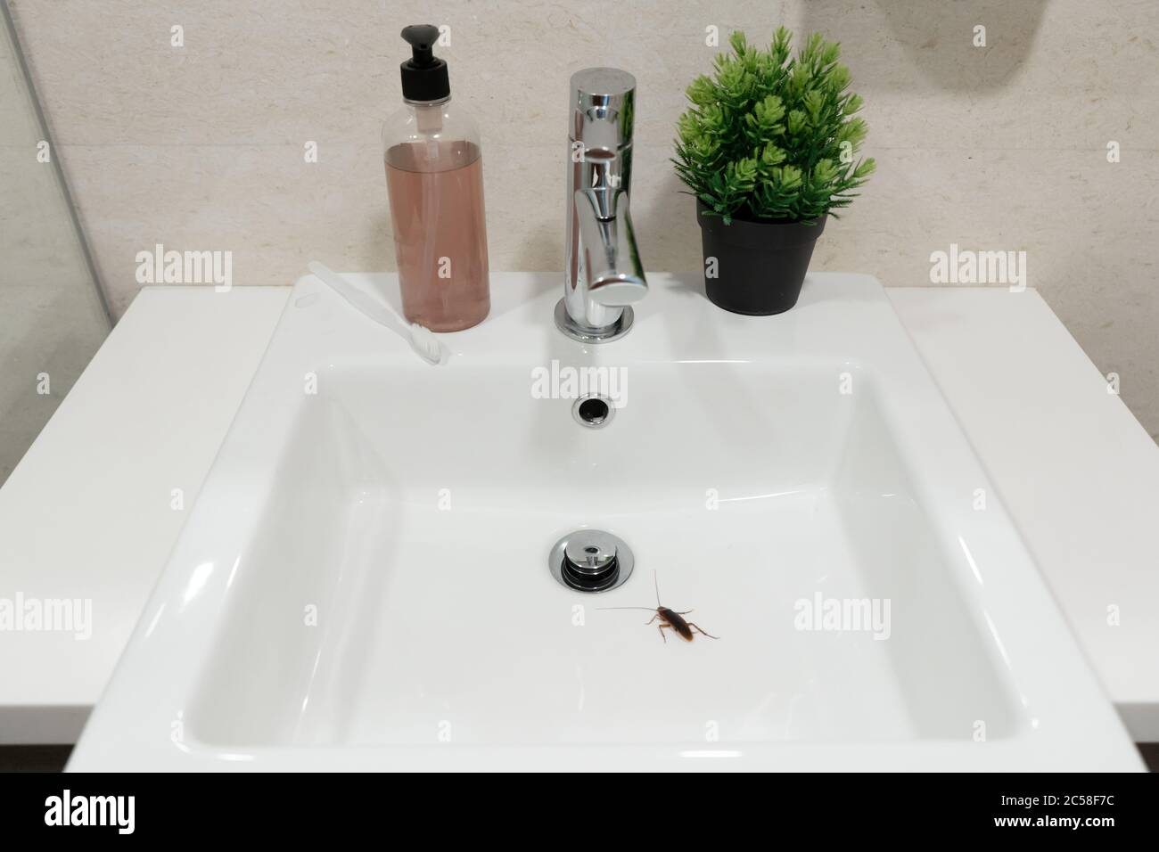 Cockroach in the bathroom on the sink. The problem with insects Stock ...