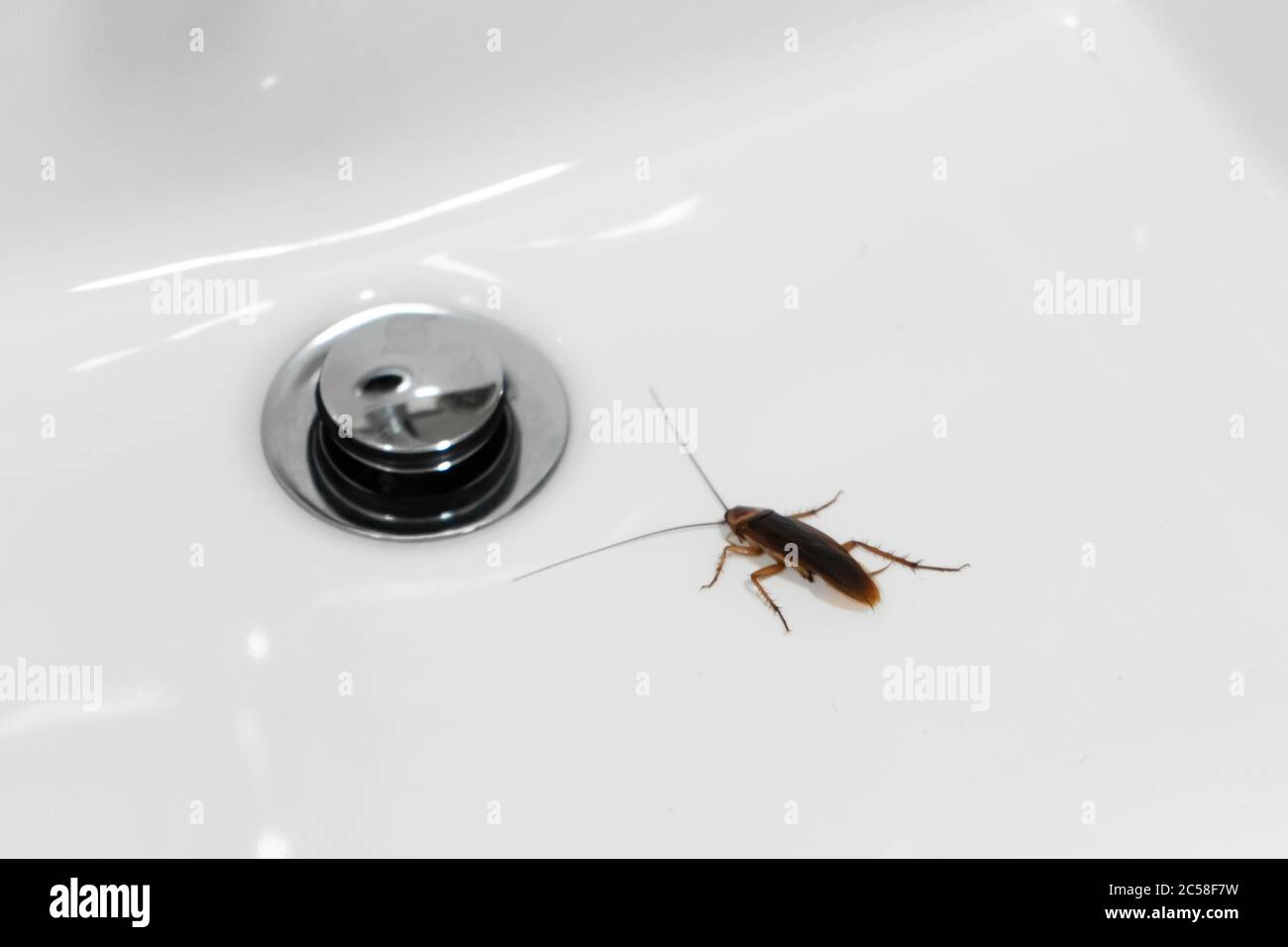 Cockroach in the bathroom on the sink. The problem with insects Stock ...