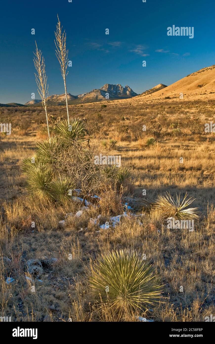 Sotol plants at grassland with Sawtooth Mountain covered with snow in ...