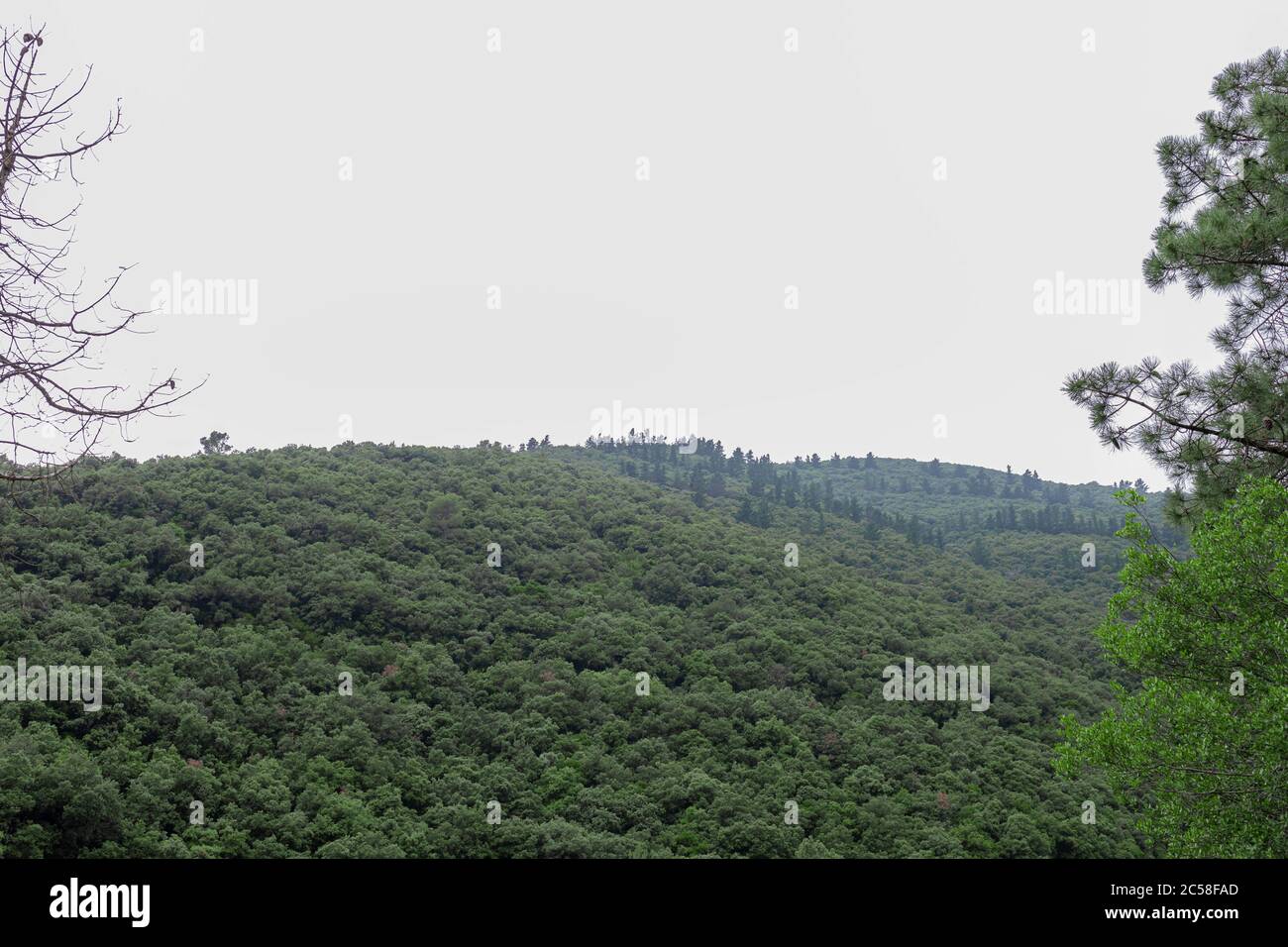 Landscape shot of a large tree covered green hill on a gloomy day Stock ...