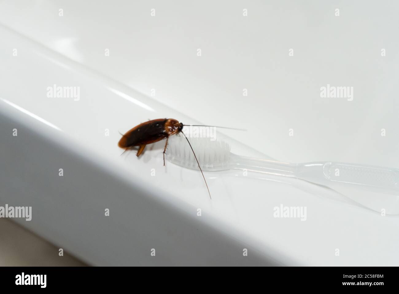 Cockroach in the bathroom on the sink. The problem with insects Stock ...