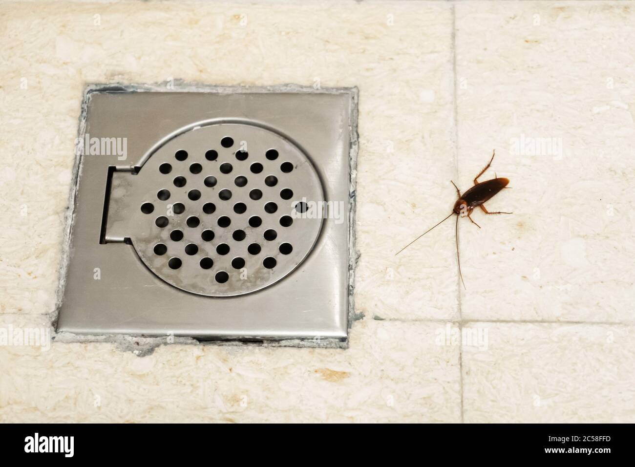 Cockroaches Infestation High Resolution Stock Photography and Images ...