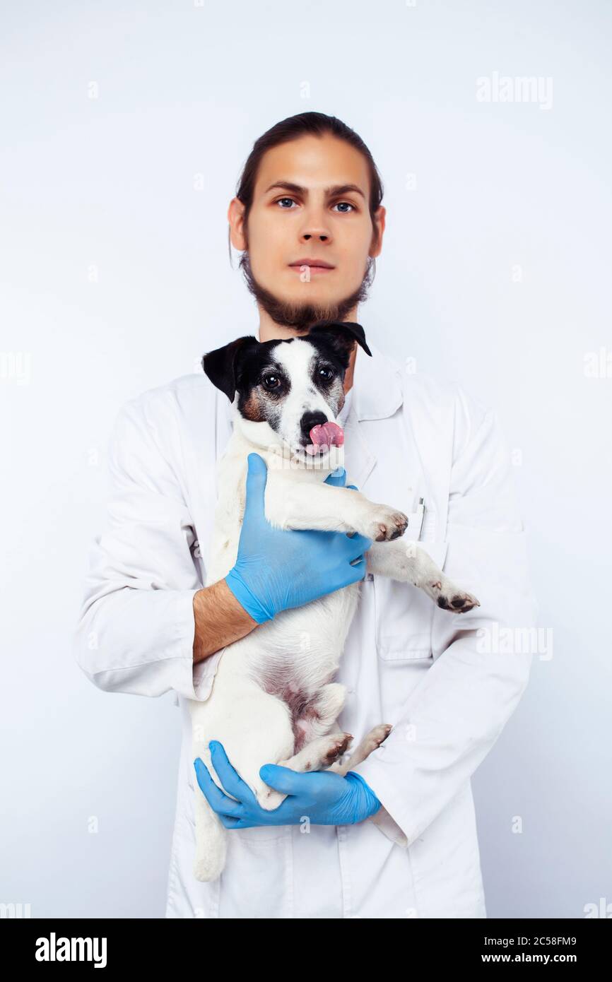 young veterinarian doctor in blue gloves examine little cute dog jack ...