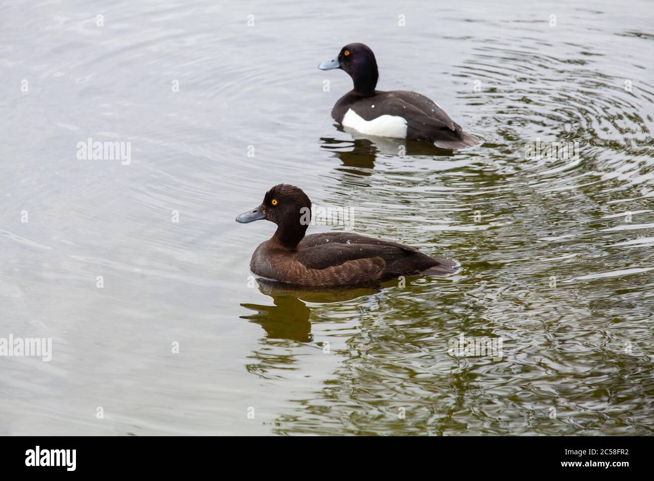 Tufted duck aythya fuligula adult female hi-res stock photography and ...
