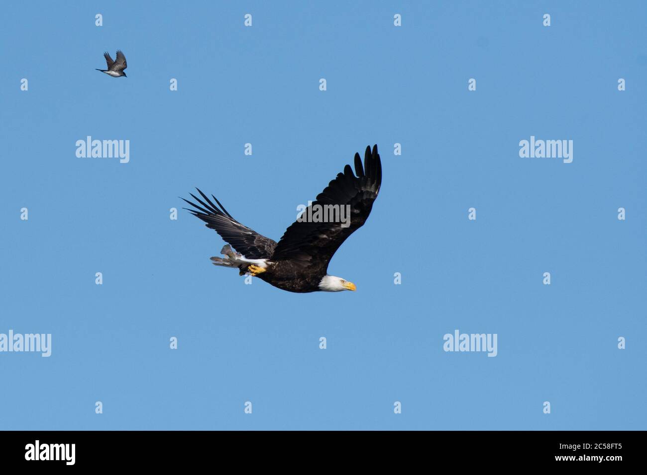 Beautiful shot of a bald eagle and a smaller bird flying on a bright ...