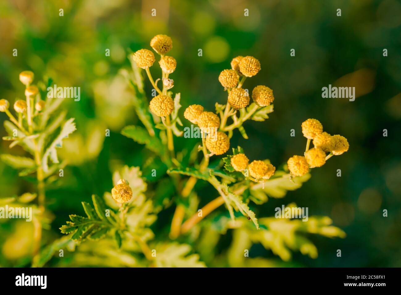 Yellow flowers of common tansy, Tanacetum vulgare Stock Photo - Alamy