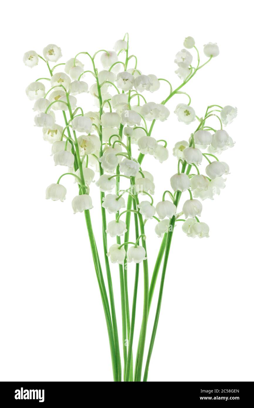 Lilly of the valley flowers isolated on white background with clipping ...