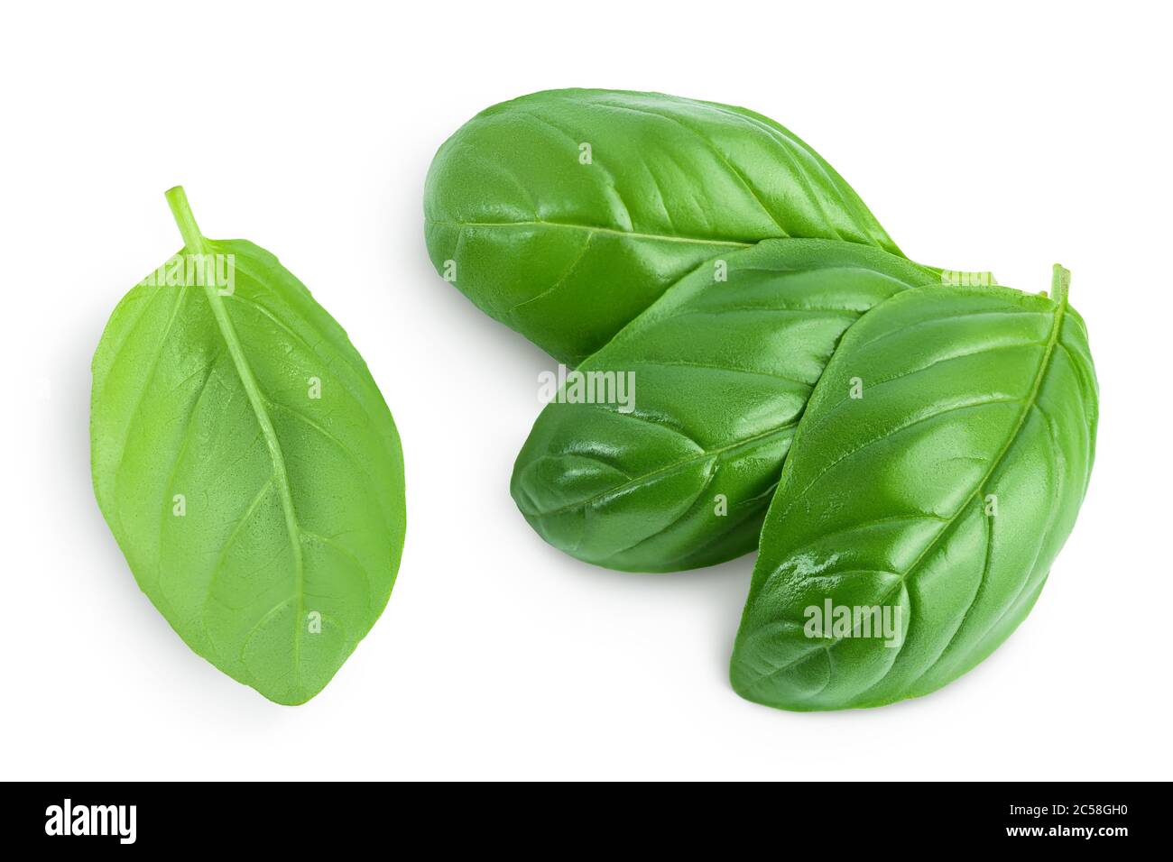 Fresh basil leaf isolated on white background with clipping path and ...