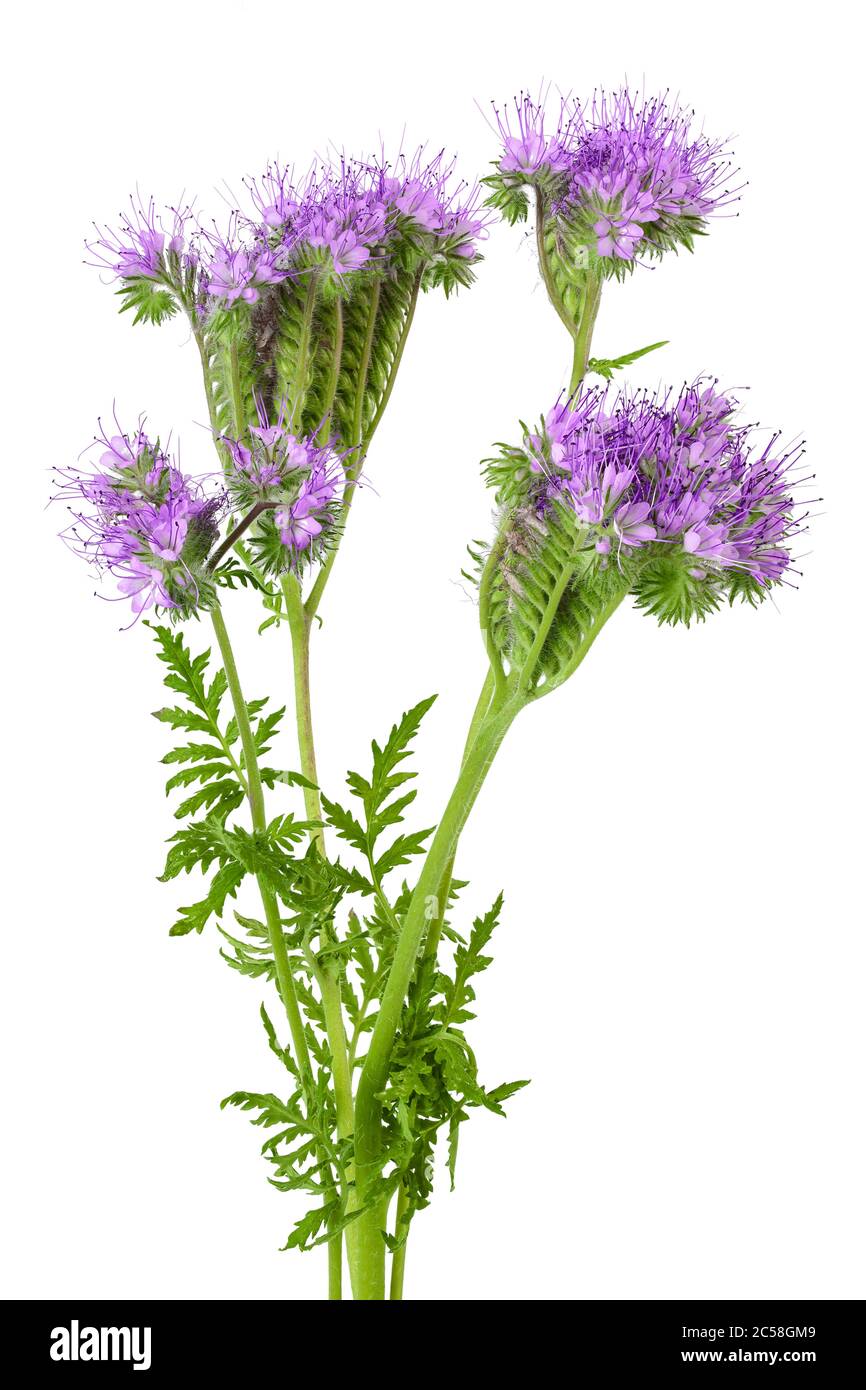 Phacelia flower isolated on white background with full depth of field ...
